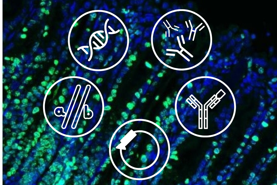 Supplier antibody validation: how much progress has been made? | CiteAb ...