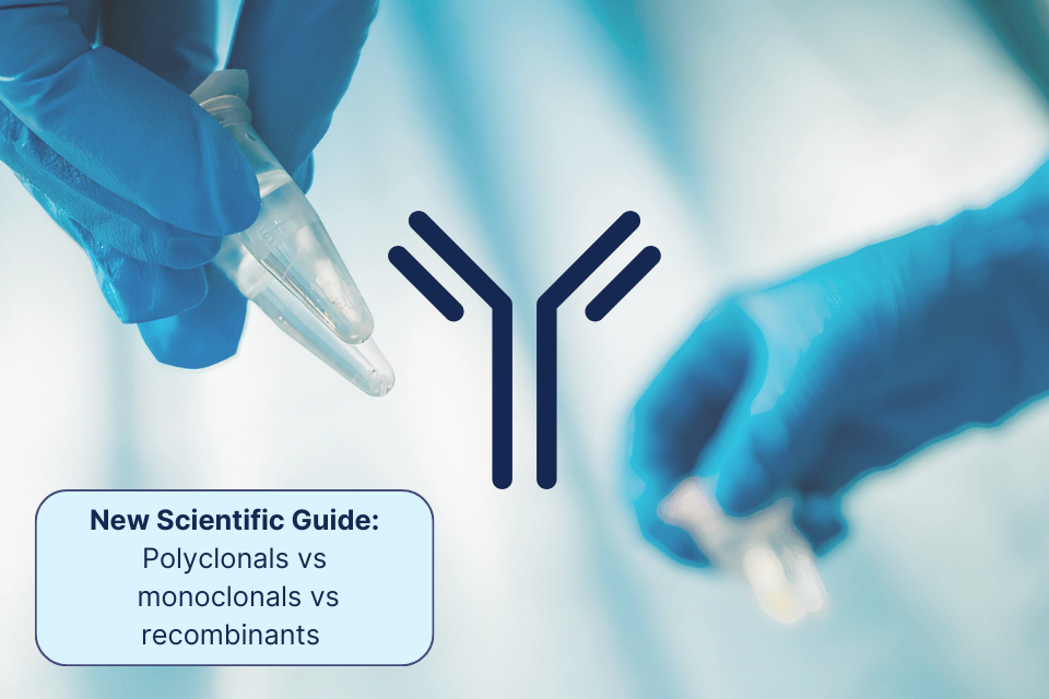 Monoclonal, polyclonal & recombinant antibodies - Key differencesCiteAb ...